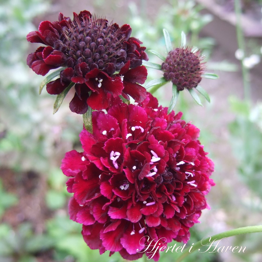 Scabiosa atropurpurea Black knight - frø - SOMMERBLOMSTER FRØ ...