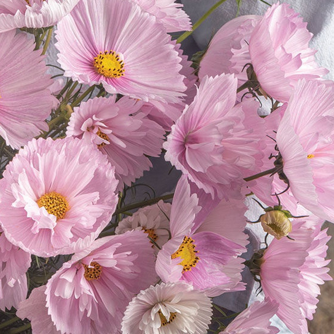 Cosmos bipinnatus Cupcake Blush - frø - SOMMERBLOMSTER FRØ - Susannes ...