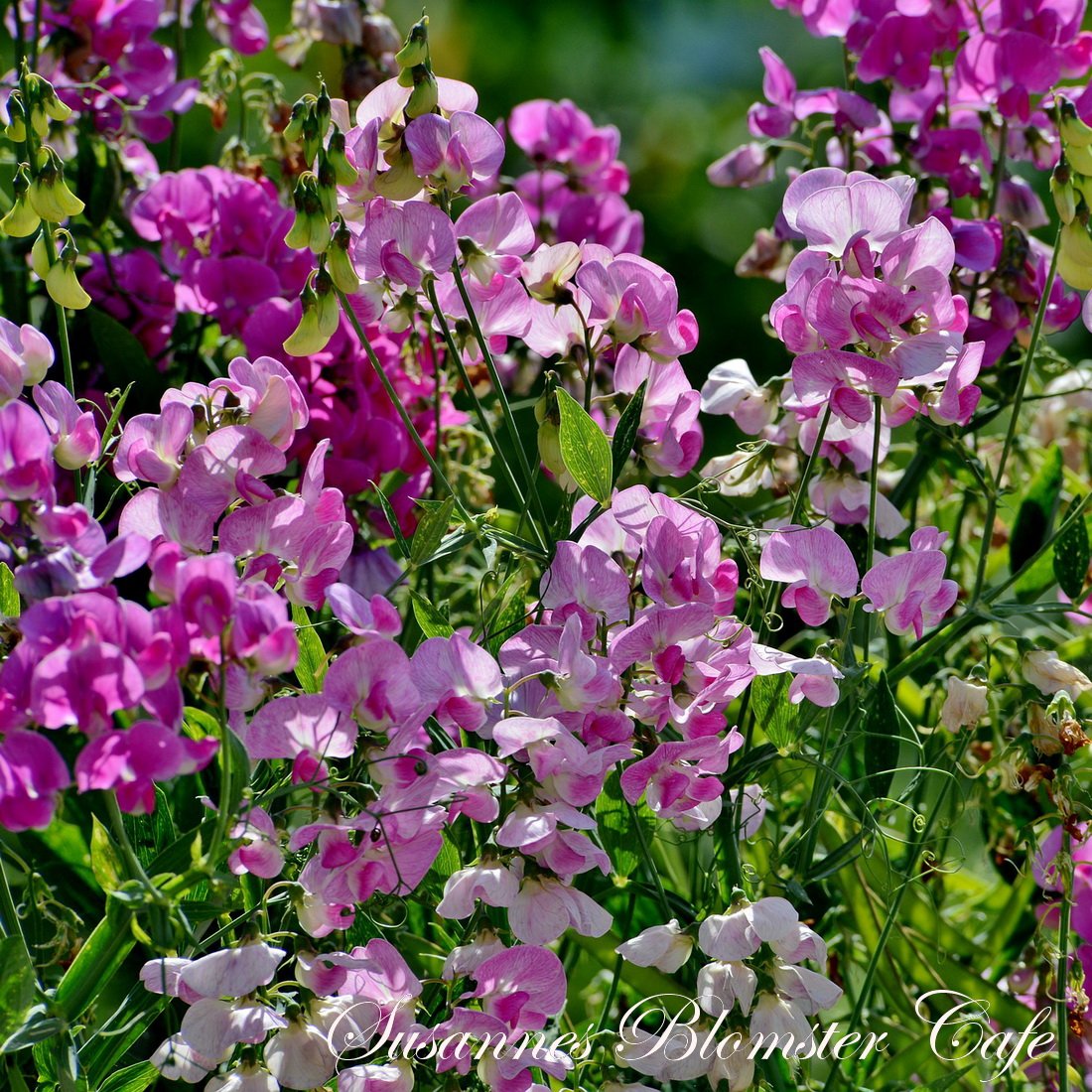 Lathyrus latifolius - Staude Lathyrus Mix - frø - STAUDER FRØ ...