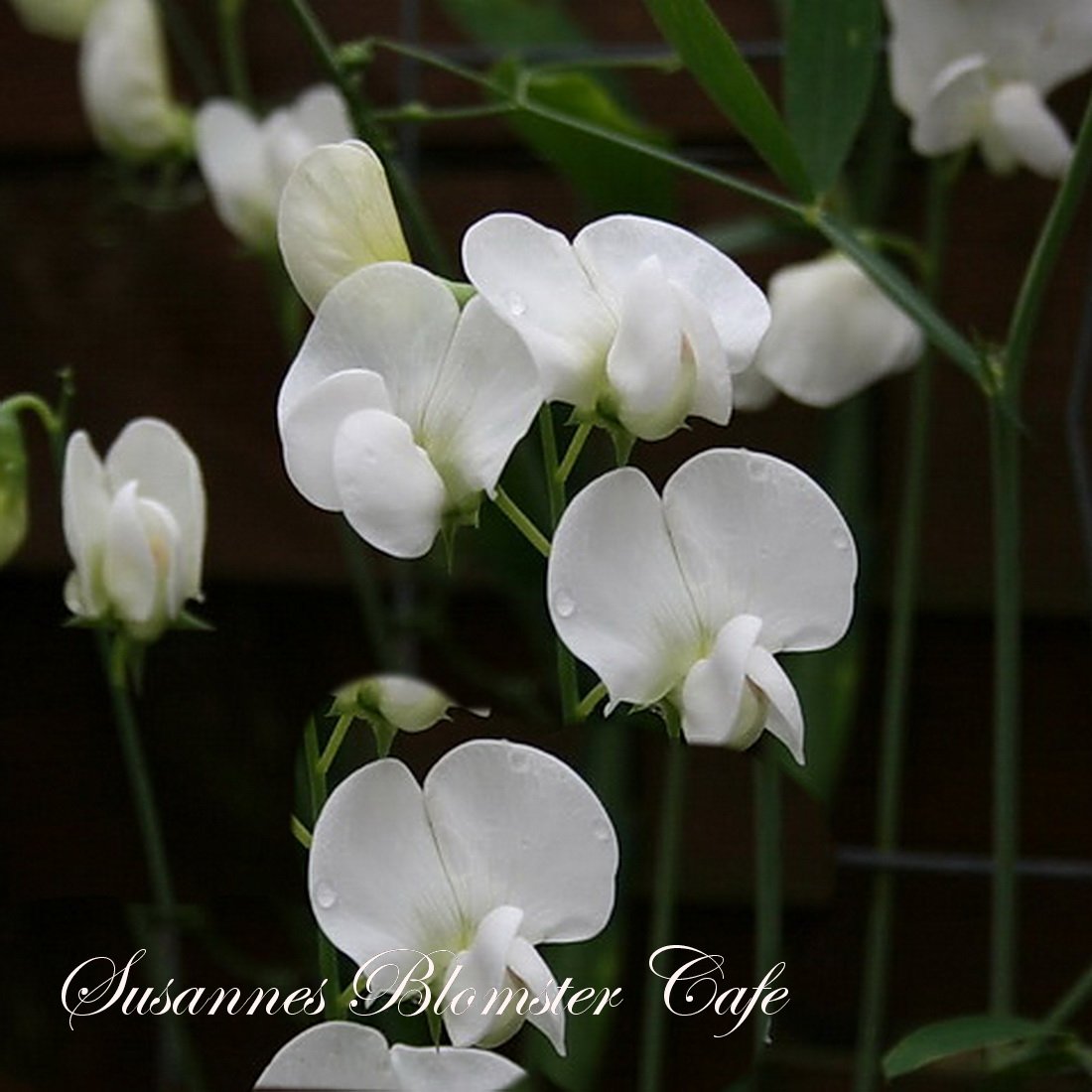 Lathyrus latifolius - Staude Lathyrus 'White Pearl' - frø - STAUDER FRØ ...