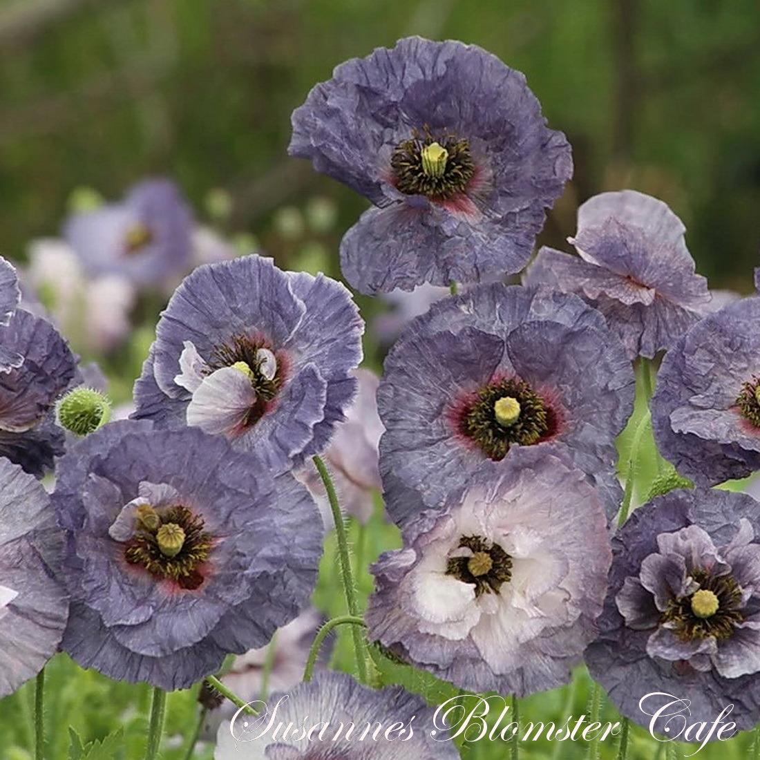 Papaver rhoeas poppy - Valmue Falling in Love - frø